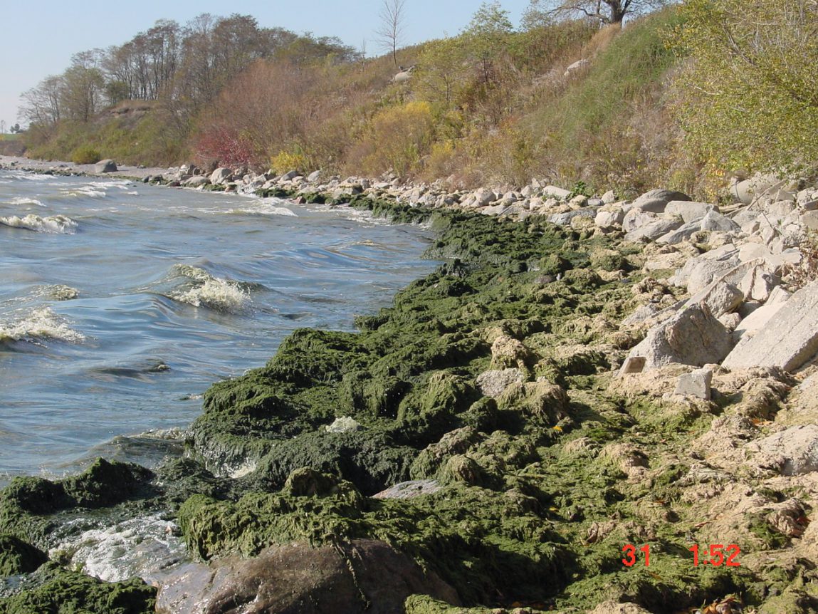 The Nearshore Environment - Toronto and Region Conservation Authority ...