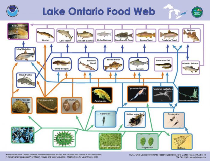 The Nearshore Environment - Toronto and Region Conservation Authority ...