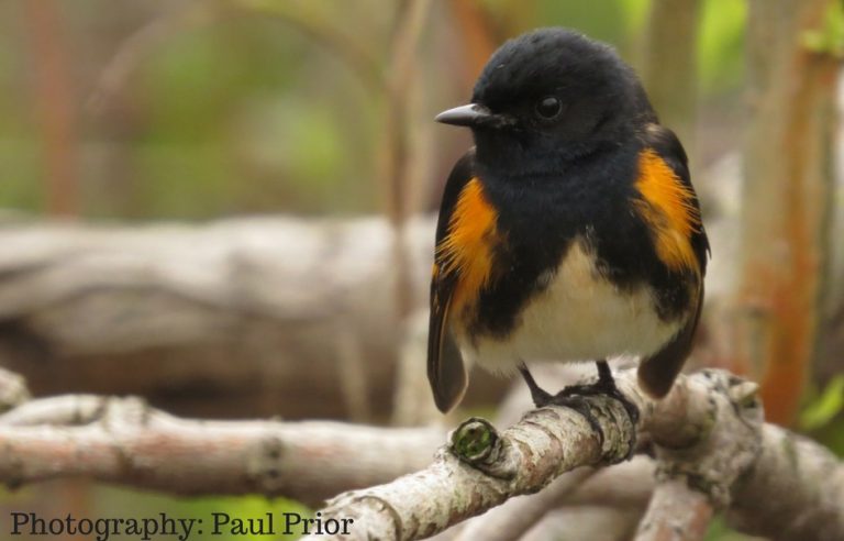 The American Redstart: A Bird On the Rise In the GTA - Toronto and ...