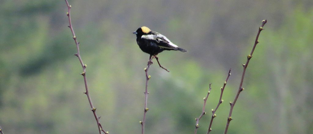 Keeping Tabs on Local Flora and Fauna - Toronto and Region Conservation ...