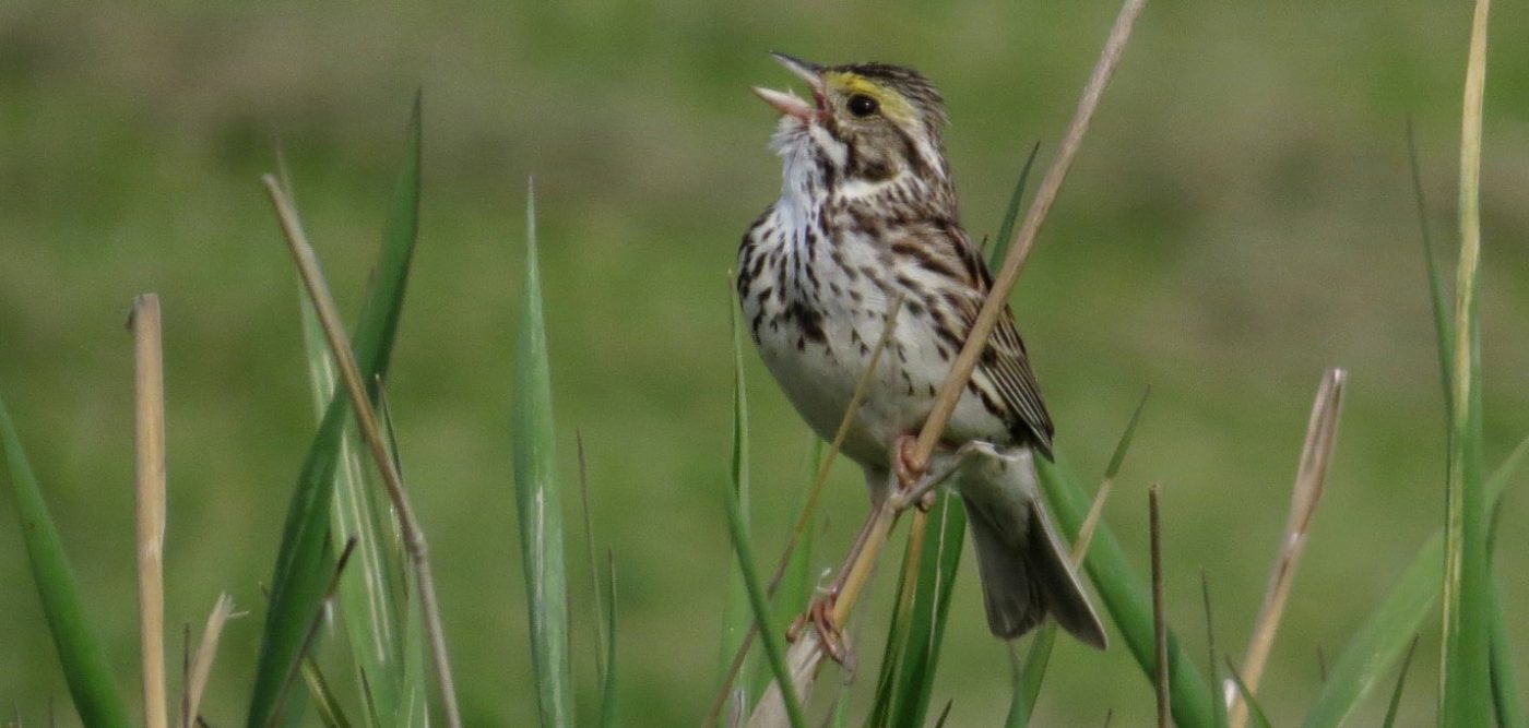 Monitoring for The Meadoway - Toronto and Region Conservation Authority ...