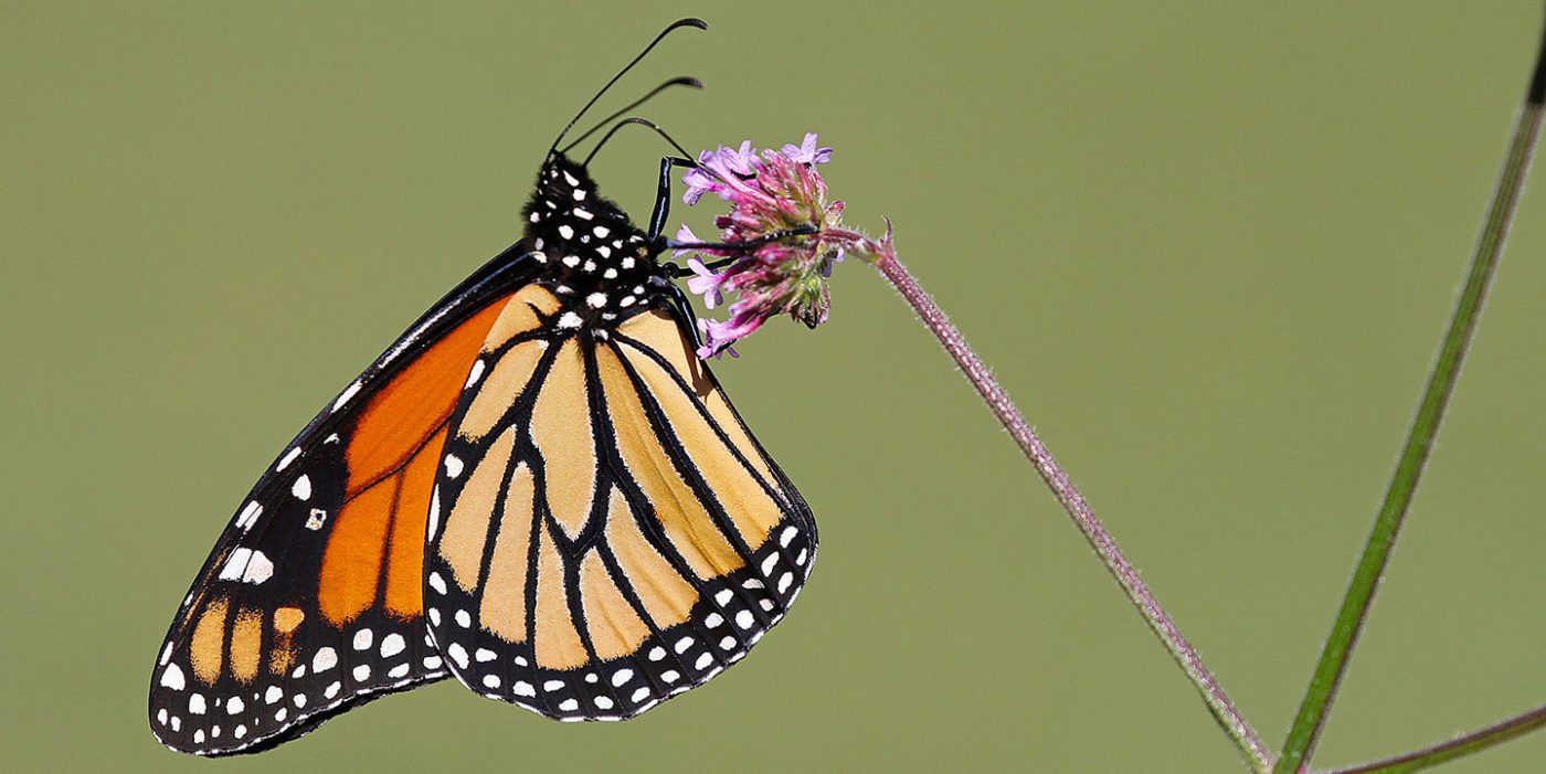 Monitoring for The Meadoway - Toronto and Region Conservation Authority ...