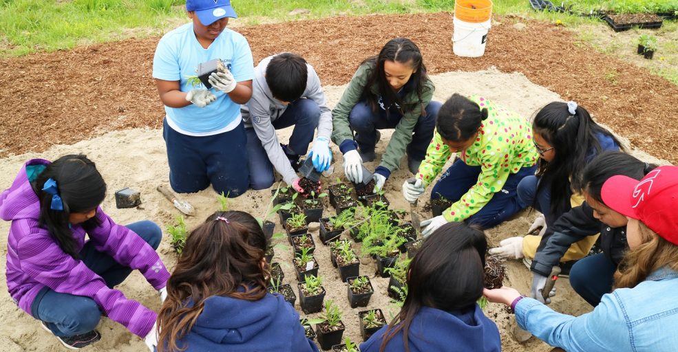 School Planting Program (Peel Only) - Toronto and Region Conservation ...