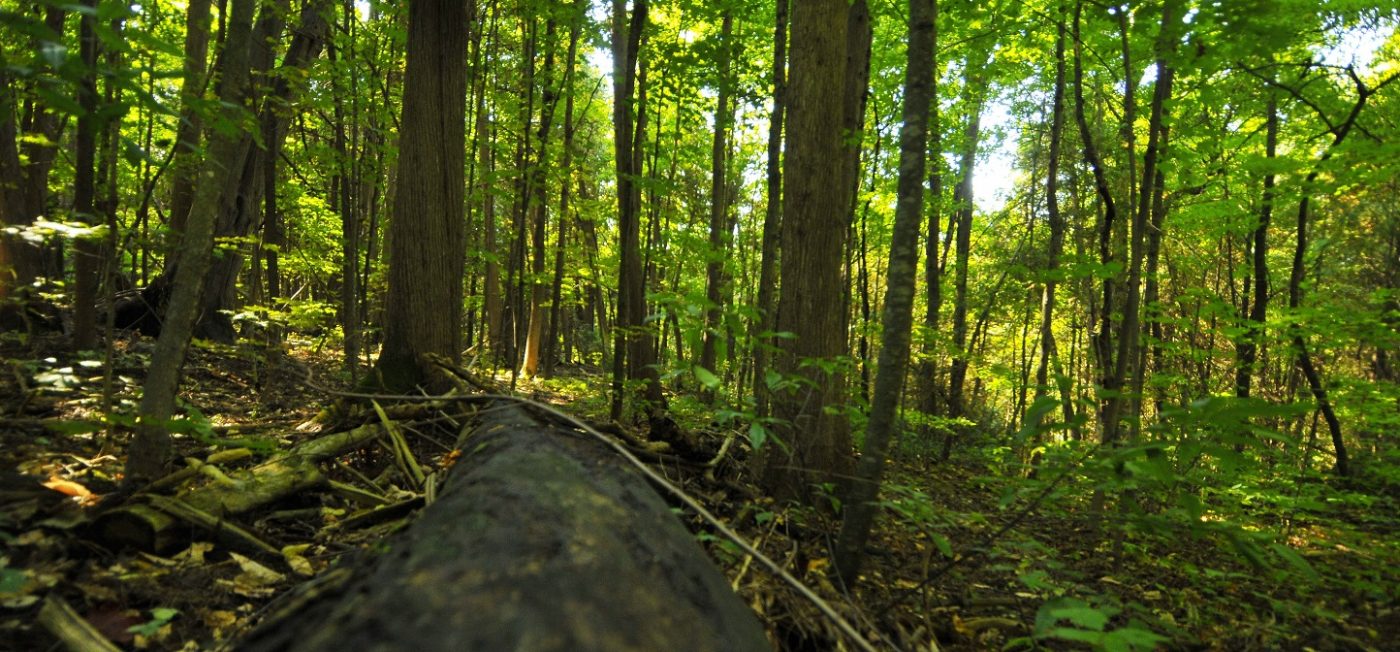 Forests - Toronto and Region Conservation Authority (TRCA)