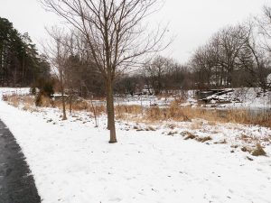 Living in a Flood Vulnerable Area: Downtown Bolton - Toronto and Region ...