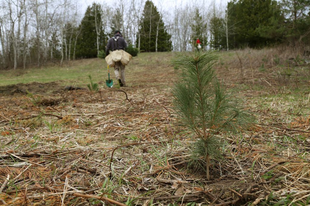 Private Land Planting Program - Toronto and Region Conservation ...