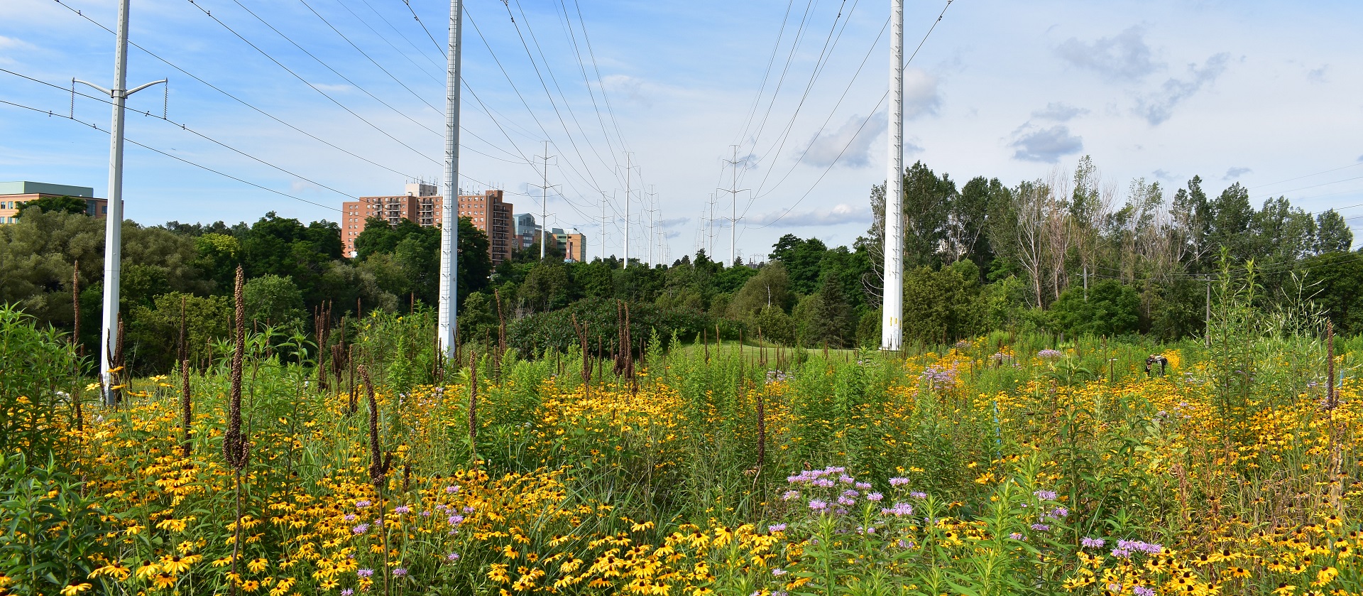 TRCA Awarded 2020 Brownie Award for The Meadoway - Toronto and Region ...