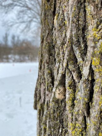 LDD Moth or Spongy Moth - Toronto and Region Conservation Authority (TRCA)