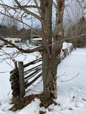 LDD Moth or Spongy Moth - Toronto and Region Conservation Authority (TRCA)