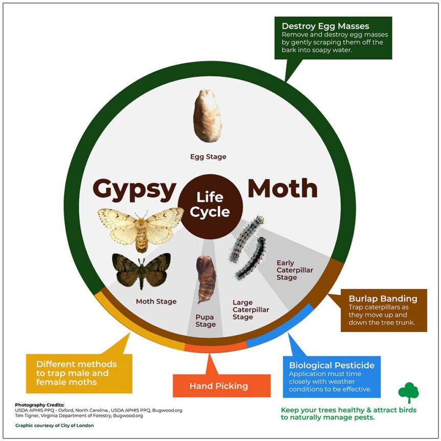 LDD Moth or Spongy Moth - Toronto and Region Conservation Authority (TRCA)