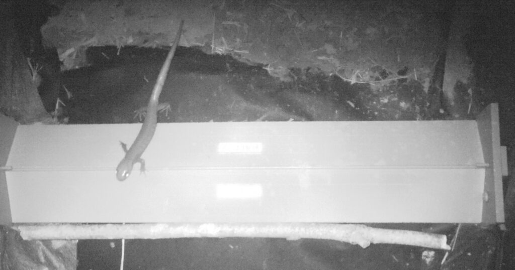 The Search for Salamanders - Toronto and Region Conservation Authority ...