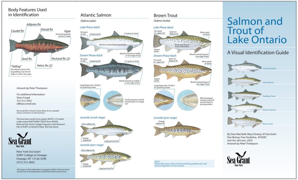 Salmon in Toronto and GTA Waters - Toronto and Region Conservation ...