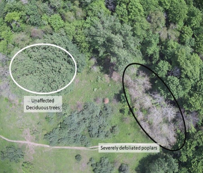 Temperature Check: Using Thermal Imaging to Assess Forest Health ...