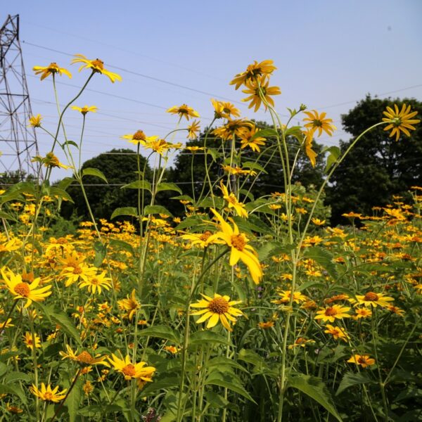 Terrestrial Ecosystems - Toronto and Region Conservation Authority (TRCA)