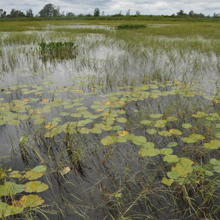 Great Lakes Coastal Wetlands - Toronto and Region Conservation ...