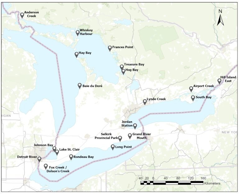 Great Lakes Coastal Wetlands - Toronto and Region Conservation ...