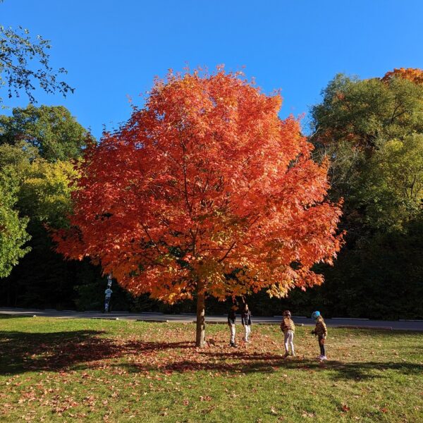 The Science of Fall Colours - Toronto and Region Conservation Authority ...