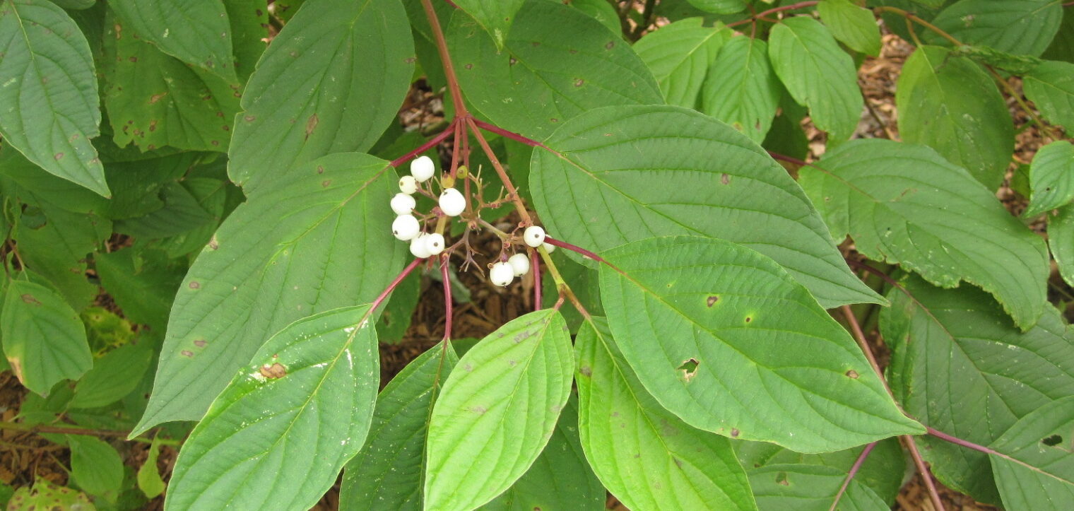 American Beaver - Toronto and Region Conservation Authority (TRCA)