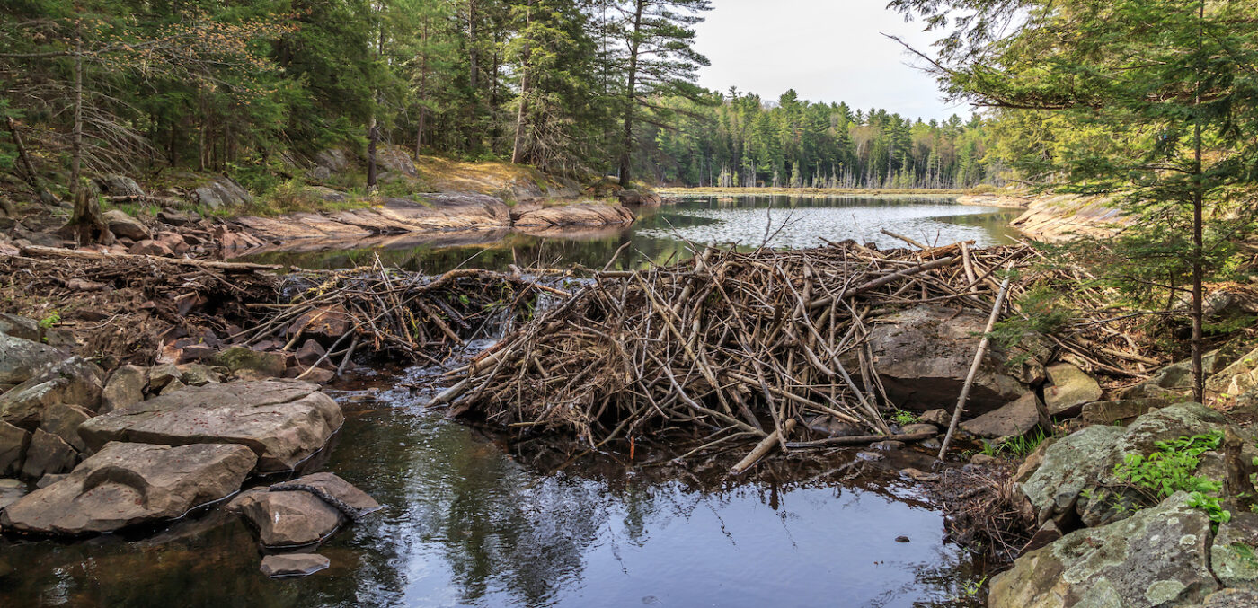 American Beaver - Toronto and Region Conservation Authority (TRCA)