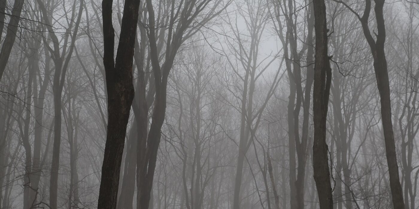 The Roots of Canadian Maple Syrup - Toronto and Region Conservation ...