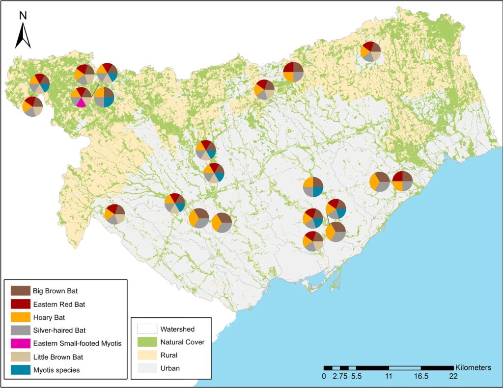 Monitoring Mysterious Mammals: Meet TRCA’s Bat Team - Toronto and ...