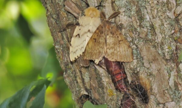 The Rise and Fall of the Spongy Moth - Toronto and Region Conservation ...