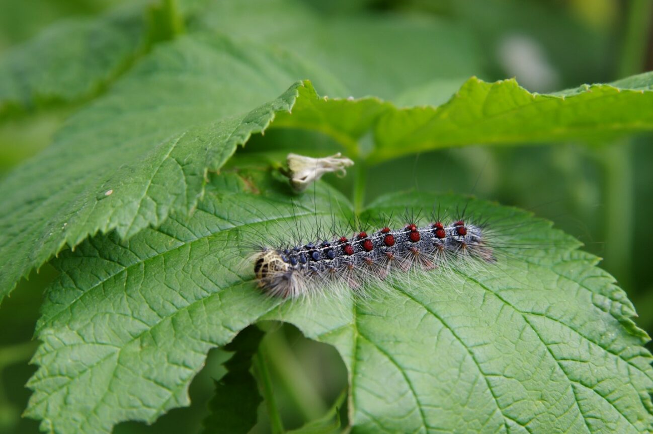 The Rise and Fall of the Spongy Moth - Toronto and Region Conservation ...