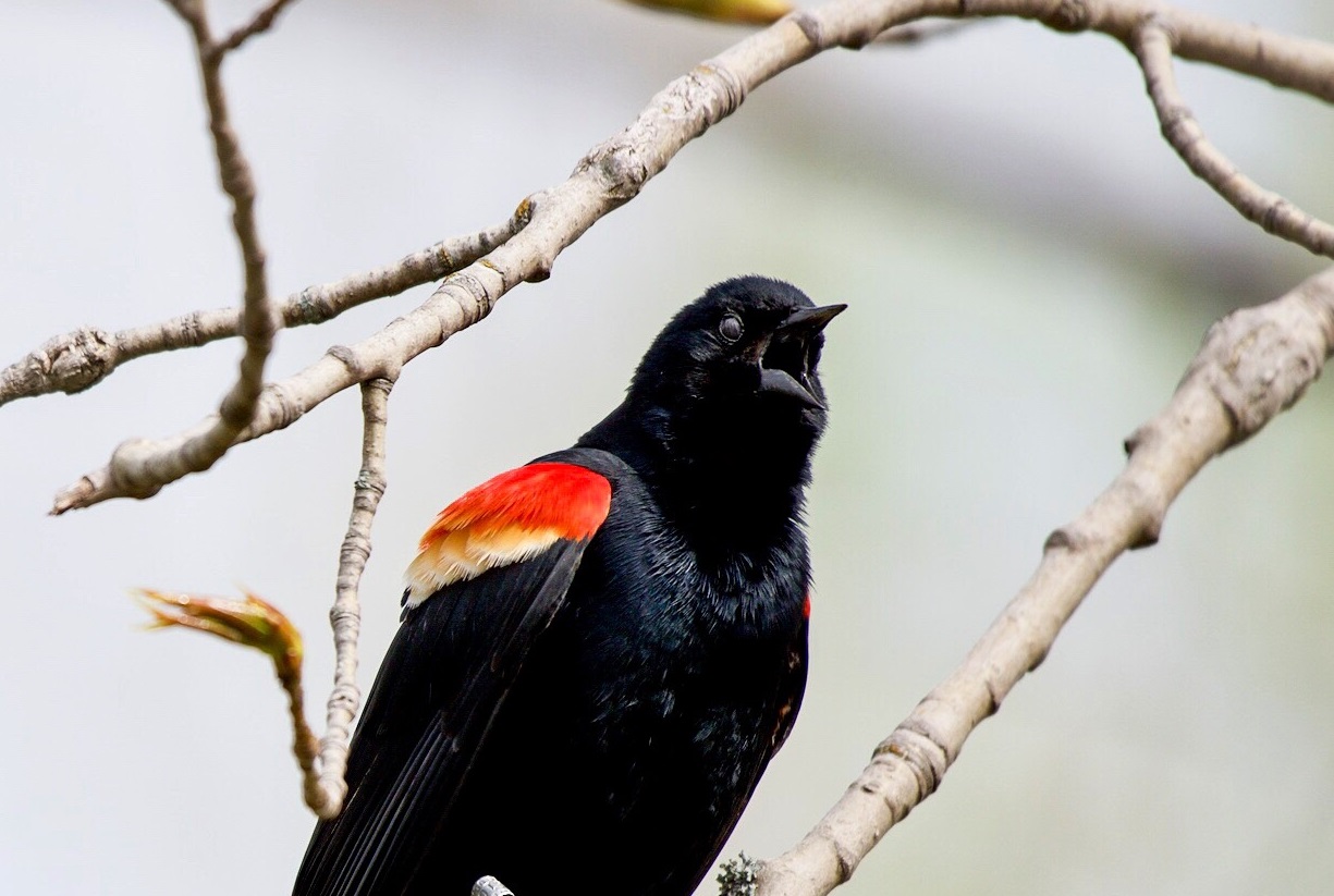 Stay Safe: Help Prevent the Spread of Avian Influenza - Toronto and ...