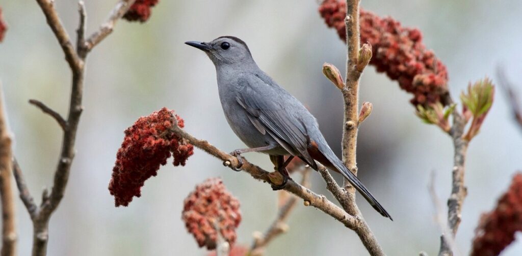 Seven Tips for Beginner Bird Watchers - Toronto and Region Conservation ...