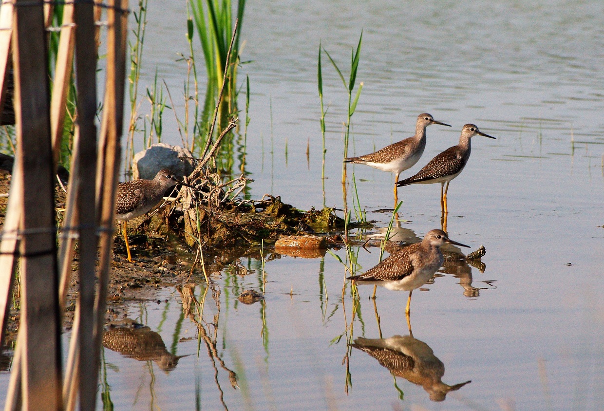 Seven Tips for Beginner Bird Watchers - Toronto and Region Conservation ...