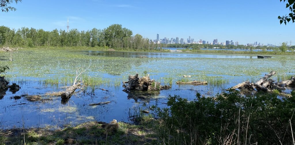 Tommy Thompson Park: Exploring the Creation of a Biodiversity Hotspot ...