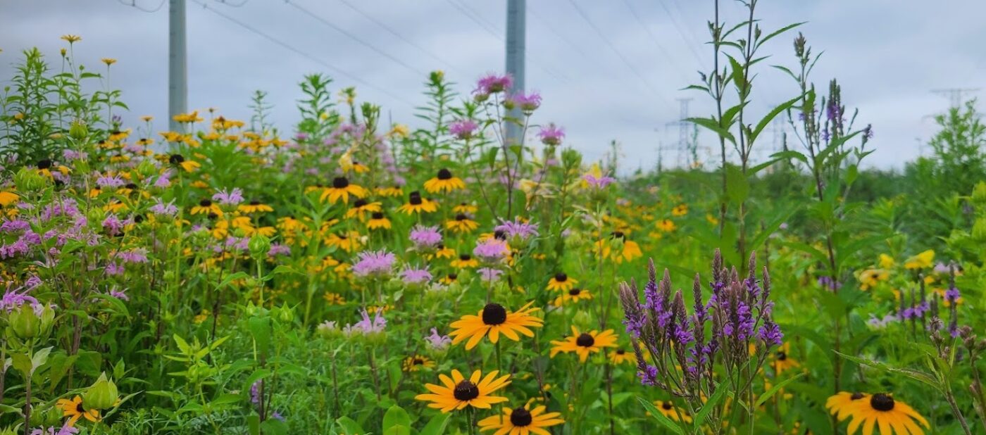 Meet the Fascinating Species That Live in The Meadoway! - Toronto and ...
