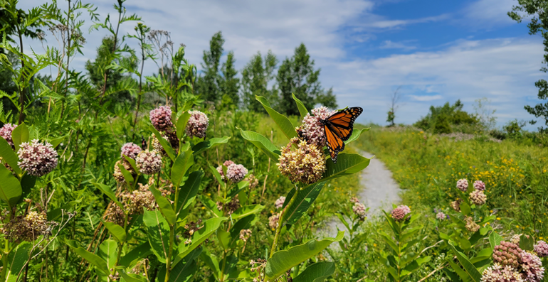 How to protect Butterflies and other Pollinators! - Toronto and Region ...