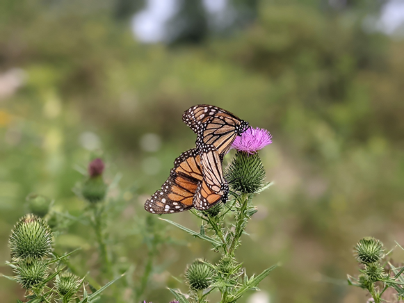 How to protect Butterflies and other Pollinators! - Toronto and Region ...