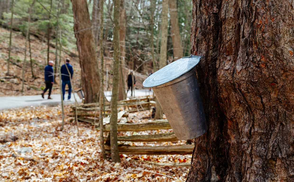 Sunshine, Syrup, and Success as TRCA's Sugarbush Maple Syrup Festival ...