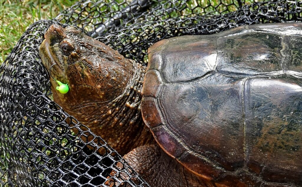 Hooked a Turtle While Fishing? - Toronto and Region Conservation ...