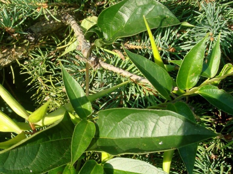 Invasive Species - Toronto and Region Conservation Authority (TRCA)