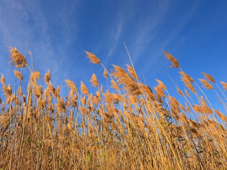 Invasive Species - Toronto and Region Conservation Authority (TRCA)