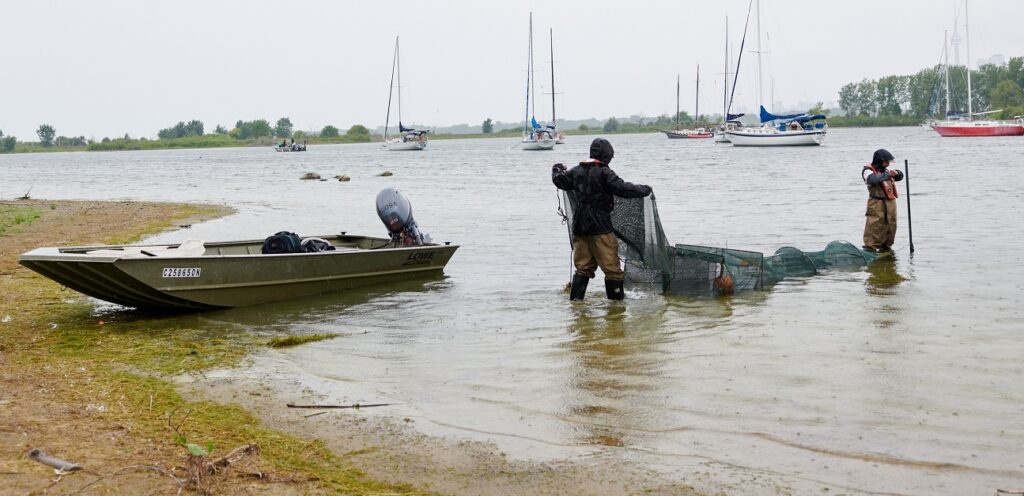 Invasive Species - Toronto and Region Conservation Authority (TRCA)