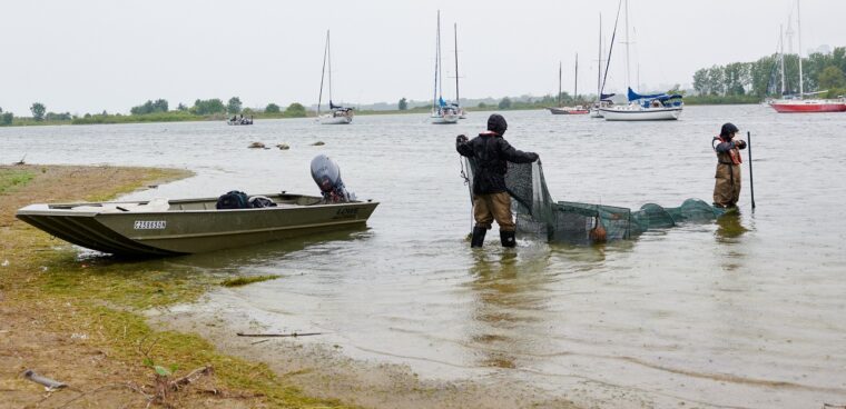 Invasive Species - Toronto and Region Conservation Authority (TRCA)