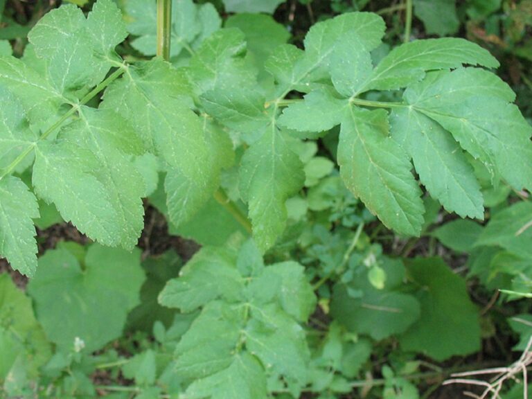 Invasive Species - Toronto and Region Conservation Authority (TRCA)