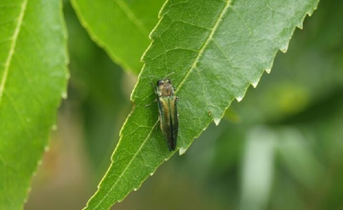 Invasive Species - Toronto and Region Conservation Authority (TRCA)