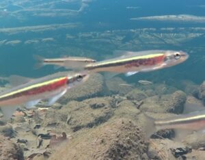 Endangered Species - Toronto and Region Conservation Authority (TRCA)