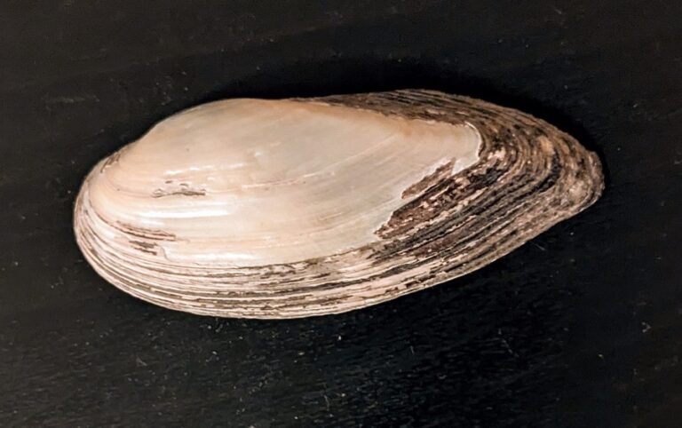 Fantastic Field Finds of 2024 - Fauna - Toronto and Region Conservation ...