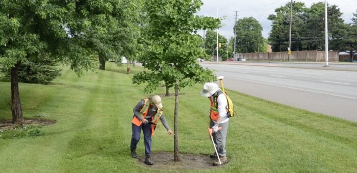 Health Benefits of Urban Trees - Toronto and Region Conservation ...
