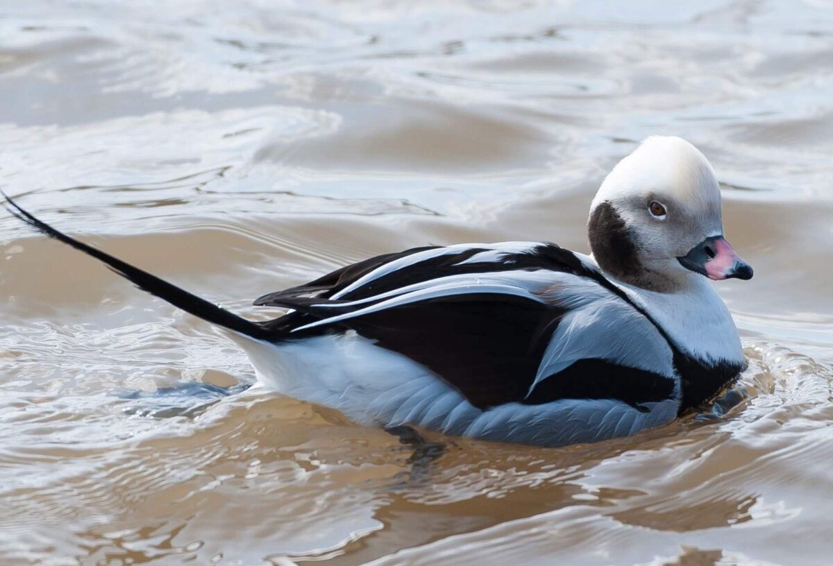 Toronto and Region Conservation Authority (TRCA)