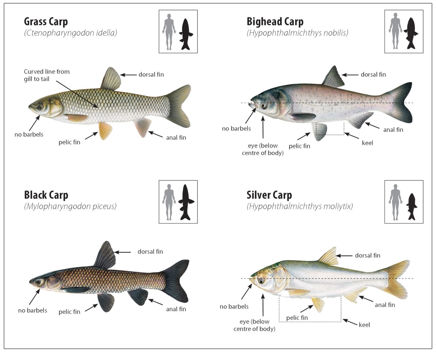 Invasive Carp - Toronto and Region Conservation Authority (TRCA)