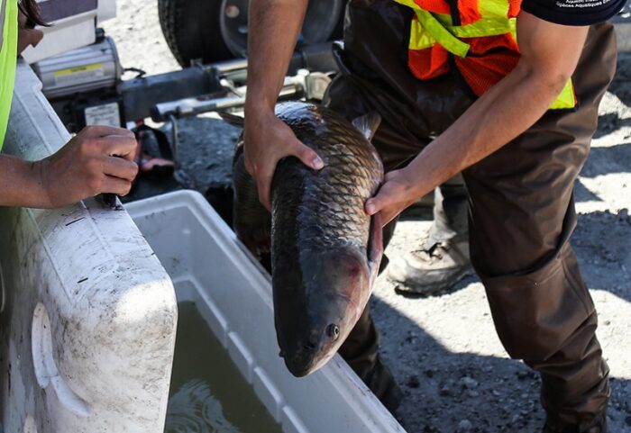 Invasive Carp - Toronto and Region Conservation Authority (TRCA)
