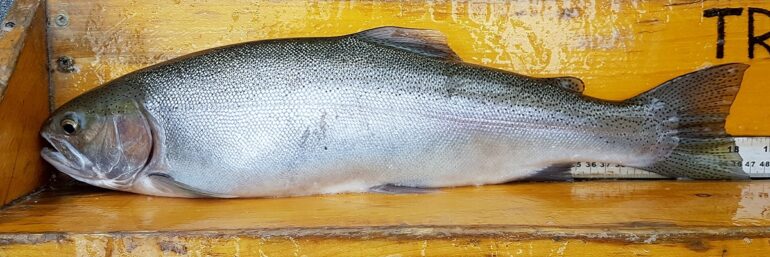 Salmon in Toronto and GTA Waters - Toronto and Region Conservation ...