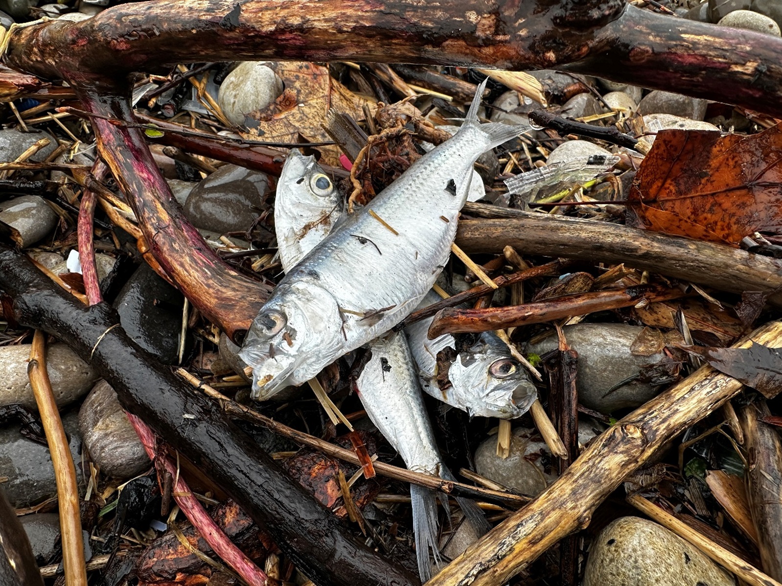 Dead in the Water: Uncovering the Spring Fisheries Mystery in Lake ...